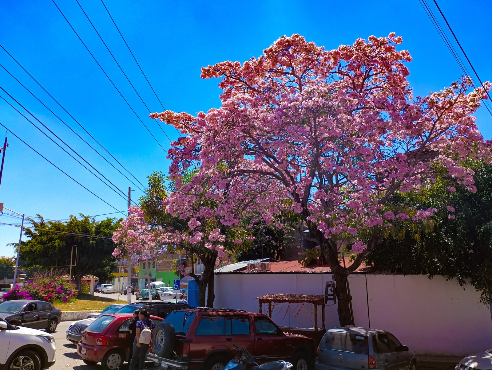 Robles rosas, los árboles que visten de tranquilidad la ciudad de ...