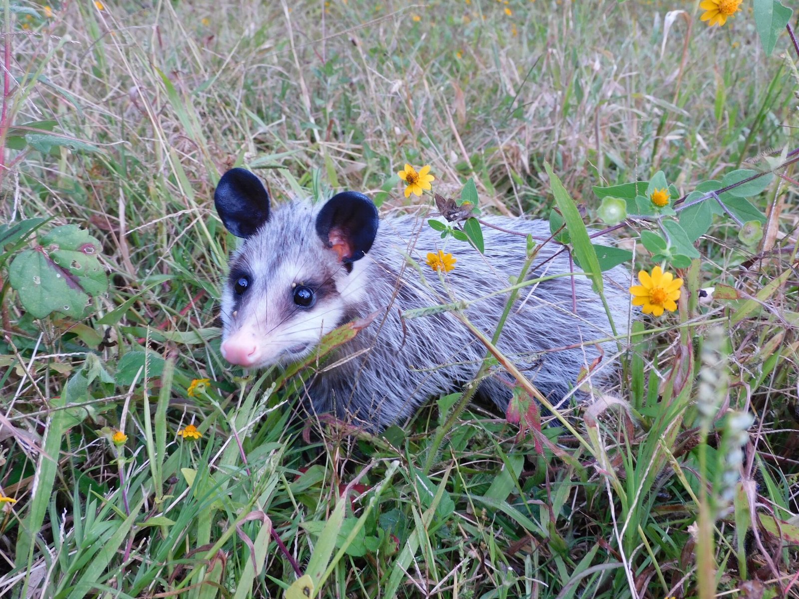 Tlacuaches: son marsupiales no roedores | Chiapasparalelo
