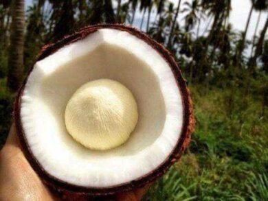 Manzana de coco, un manjar poco conocido — Amapola