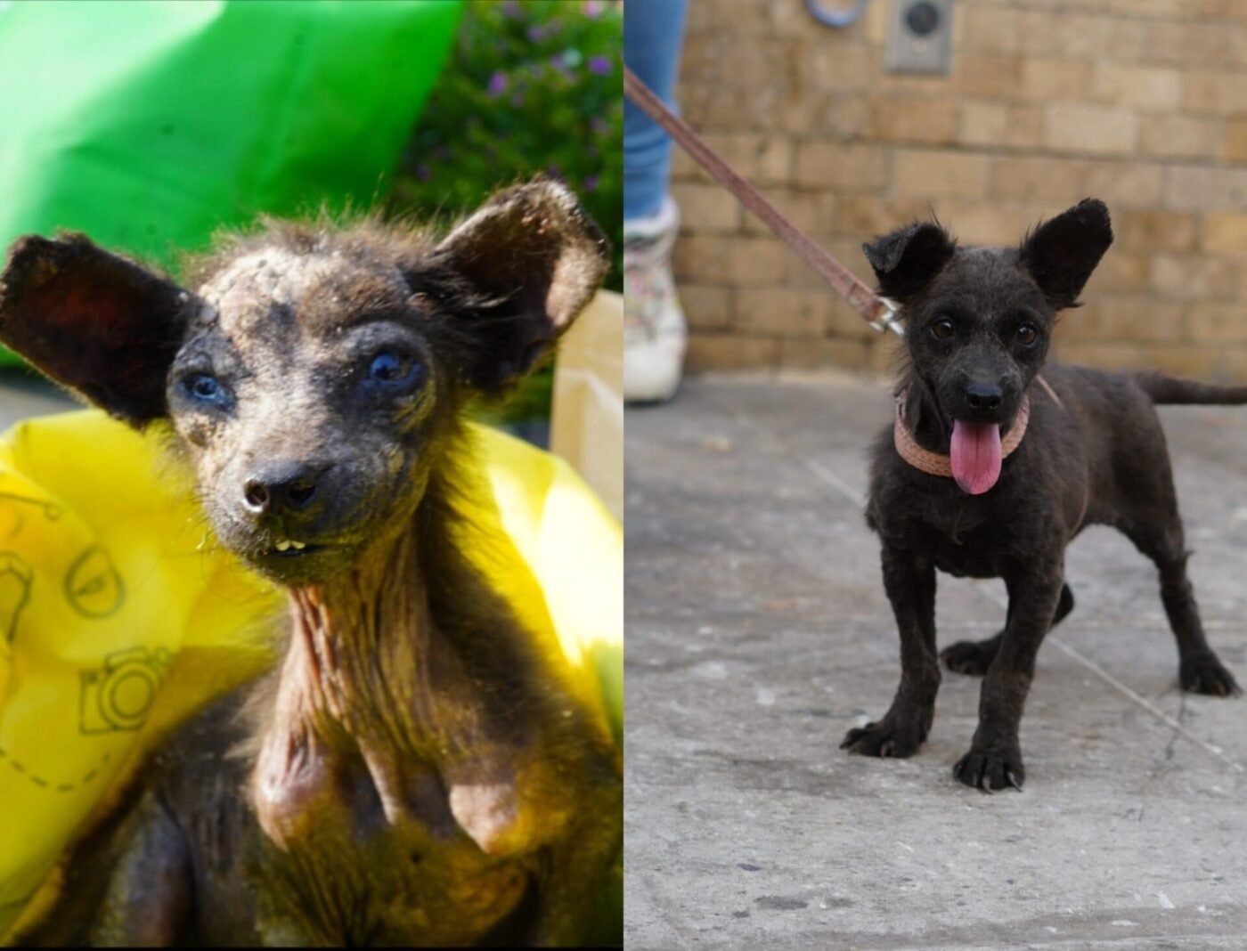 ¿La reconoces? Ella es Luna, la cachorra rescatada en los huesos y sin ...